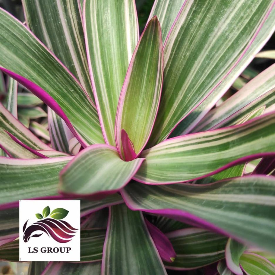 Rio Discolor, Tradescantia Spathacea, 紫背万年青 - LS Group