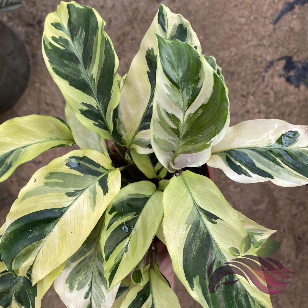 Calathea Yellow Fusion - LS Group