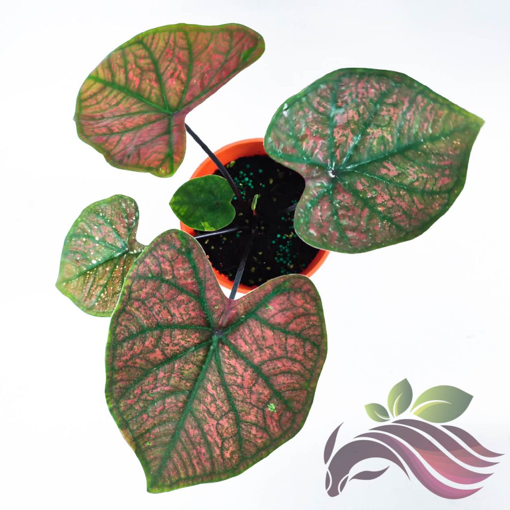 Caladium Magic Turtle - LS Group