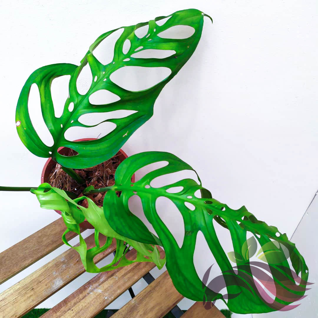 Monstera Esqueleto - LS Group