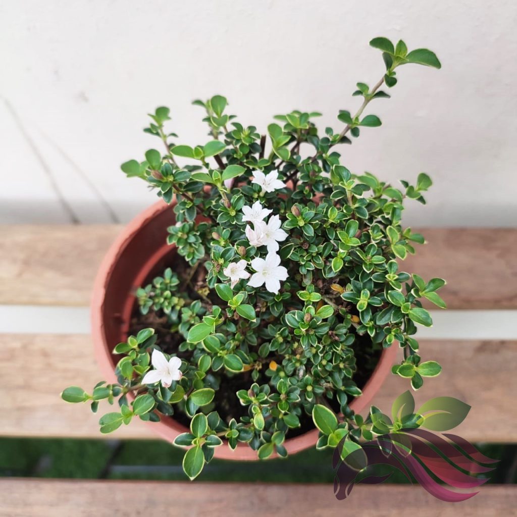 Serissa Plant 六月雪 - LS Group