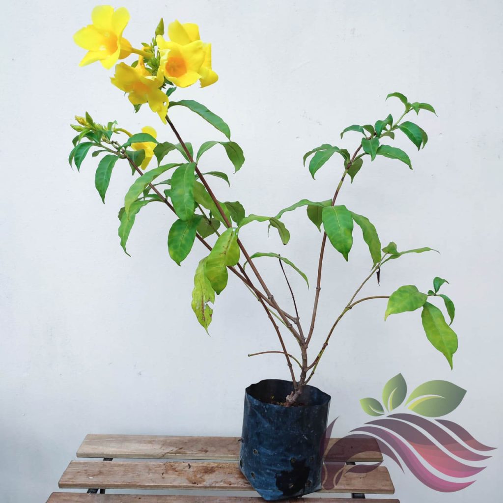 Allamanda Plant - LS Group