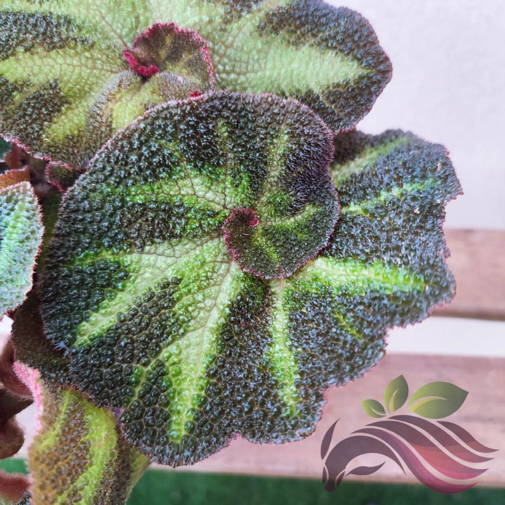 Begonia Soli-Mutata - LS Group