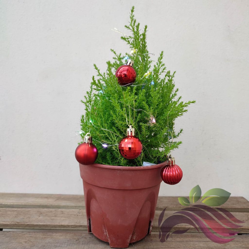 Lemon Cypress Gold Crest Pine Plant - LS Group