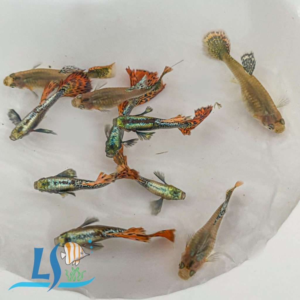 Ikan Guppy Red Dragon Guppy Fish 1 Pair Male Female - LS Group