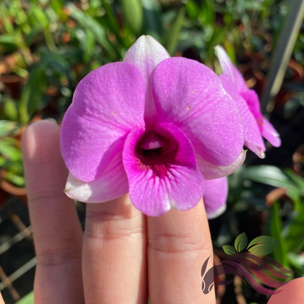 Orchid Mini Dendrobium (Tissue Cultured) - LS Group