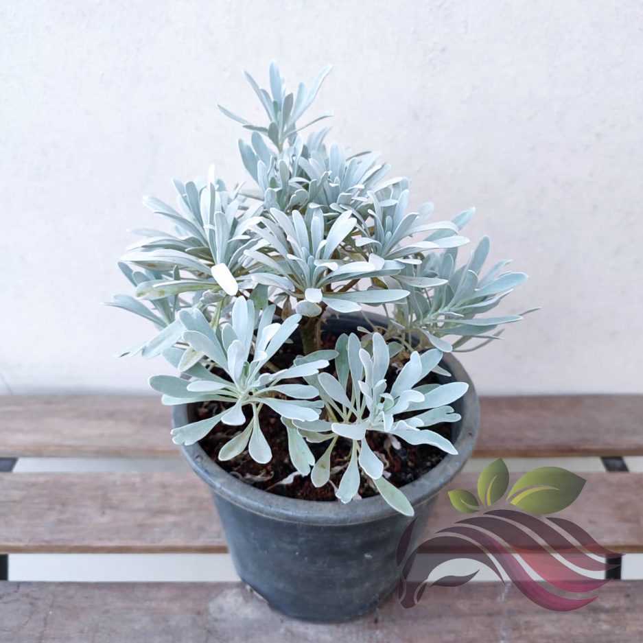 Crossostephium Chinense 香菊 芙蓉菊 - LS Group