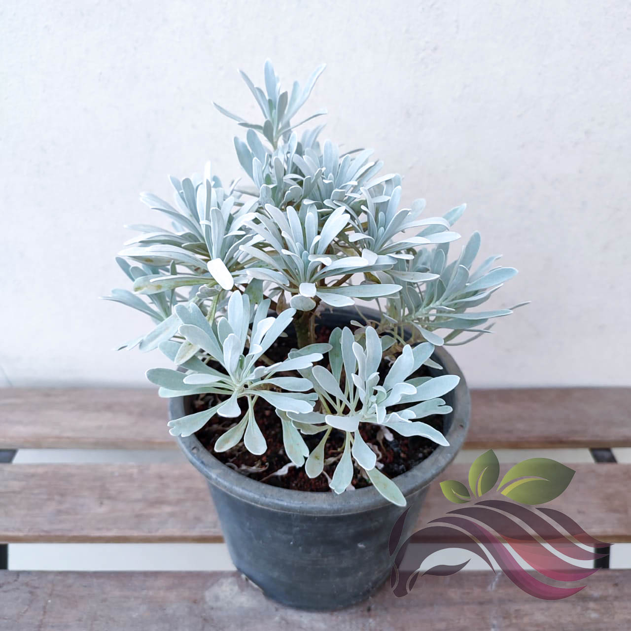 Crossostephium Chinense 香菊 芙蓉菊 - LS Group