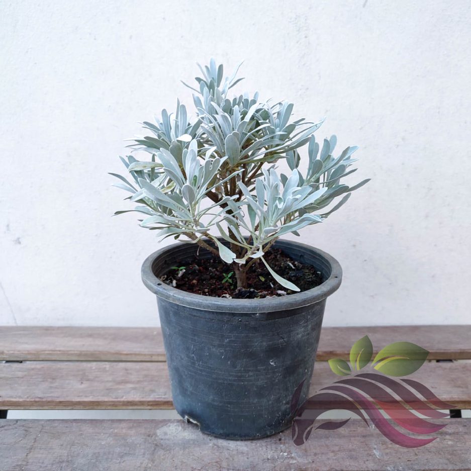 Crossostephium Chinense 香菊 芙蓉菊 - LS Group