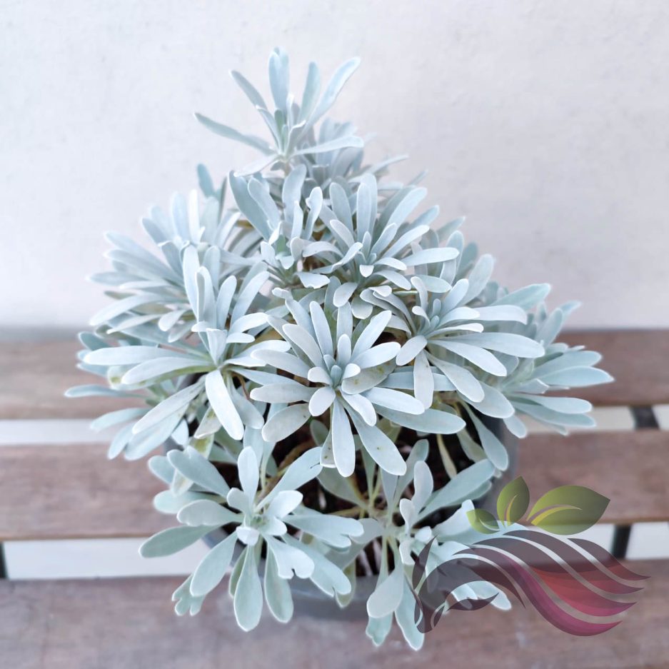 Crossostephium Chinense 香菊 芙蓉菊 - LS Group
