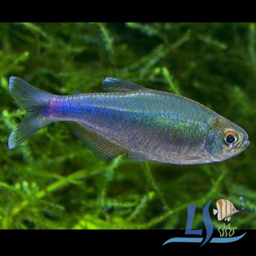 Cochu’s Blue Tetra (3 pcs) - LS Group
