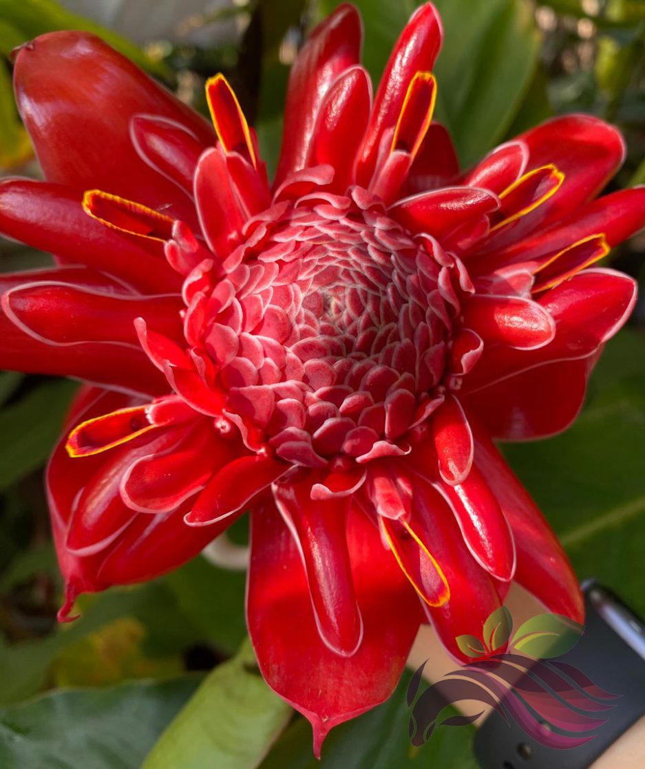 Torch Ginger Bunga Kantan 火炬姜花根块 - LS Group