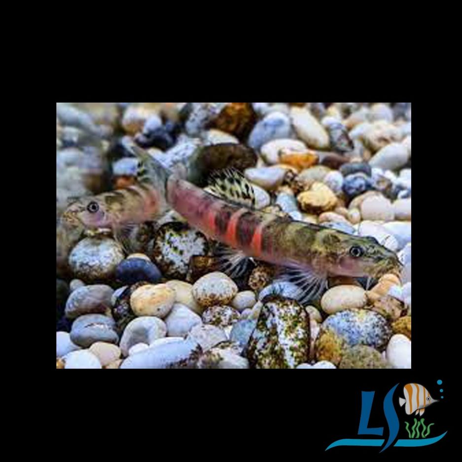 Sumo Loach 2pcs - LS Group