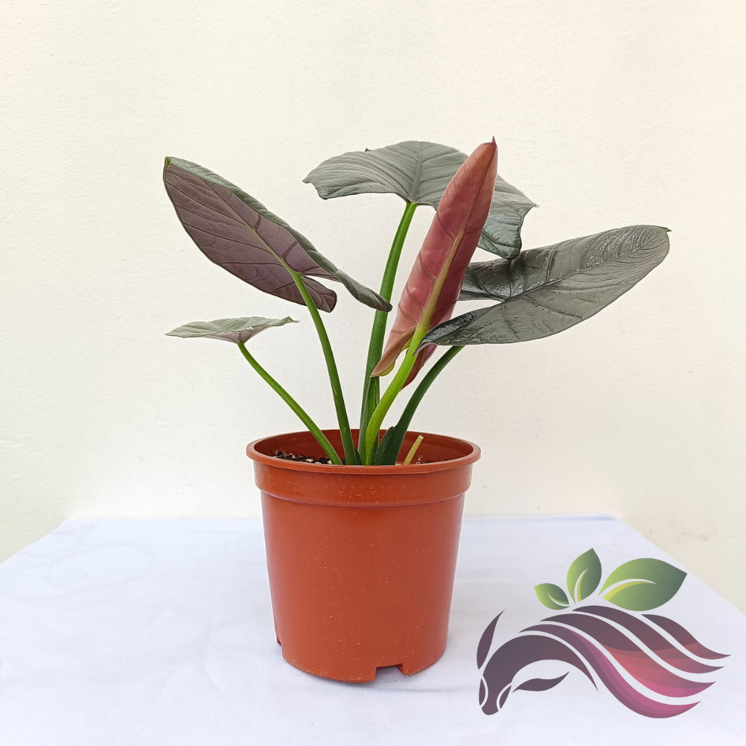 Alocasia Bisma Real Live Plant - LS Group