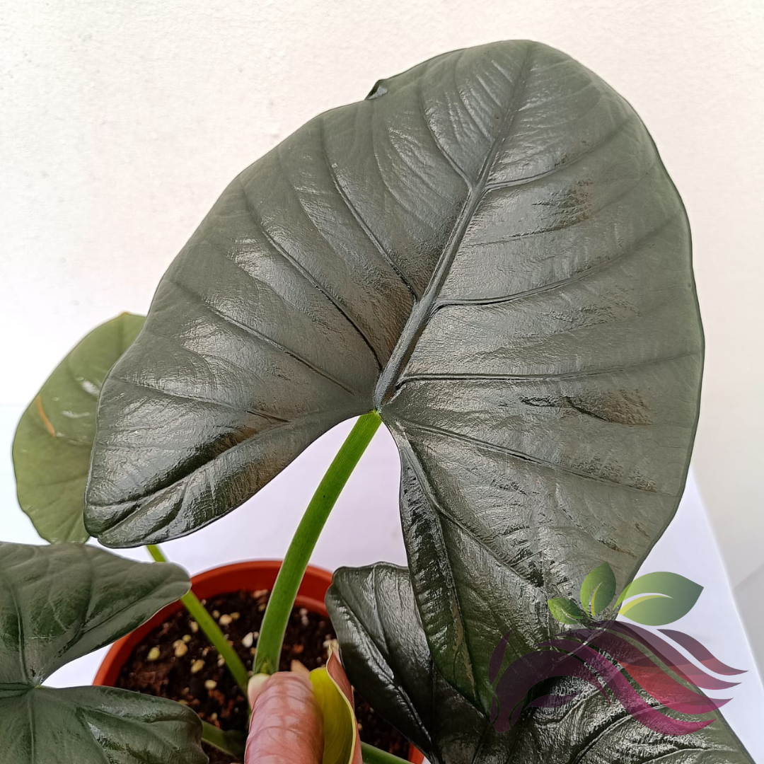 Alocasia Bisma Real Live Plant - LS Group