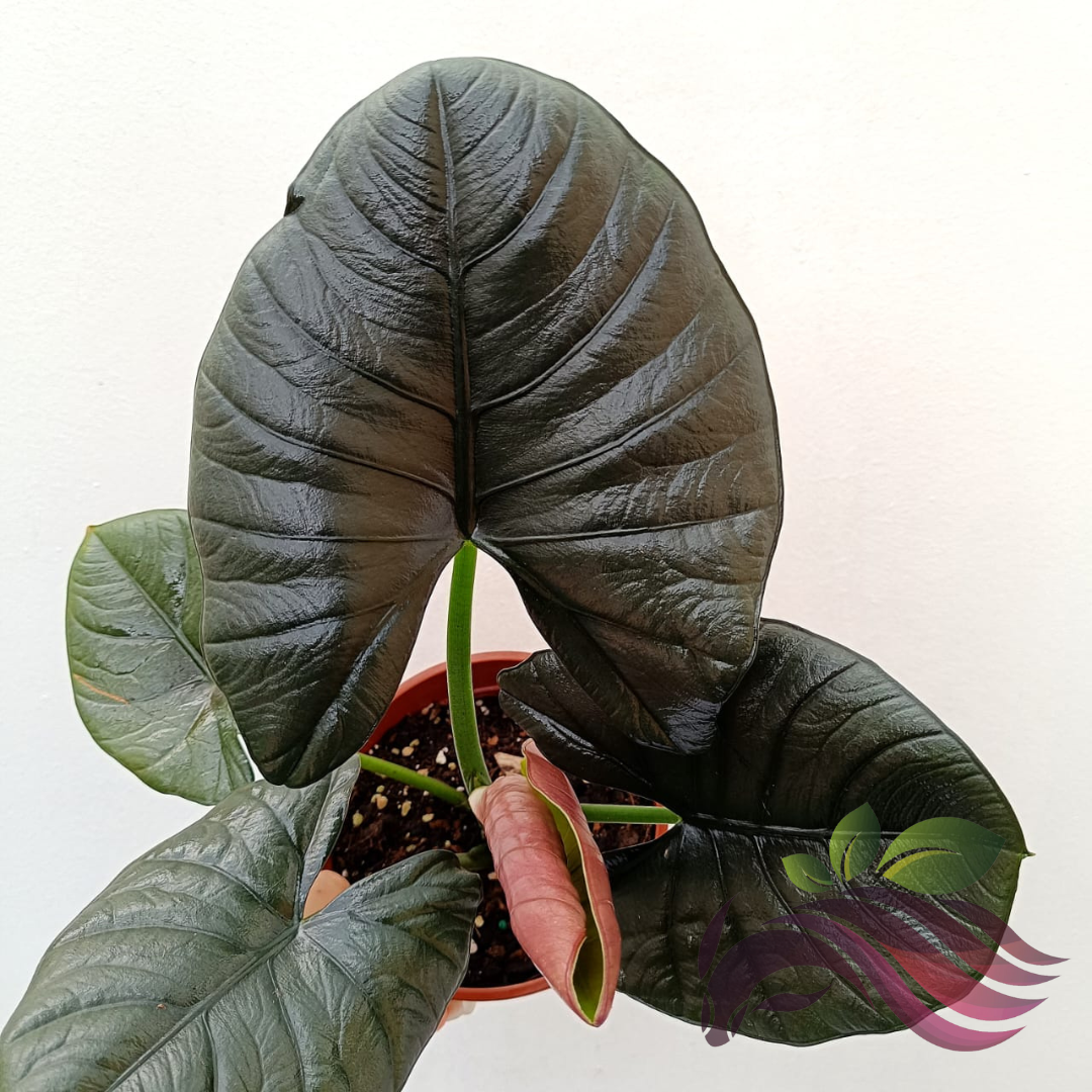 Alocasia Bisma Real Live Plant - LS Group